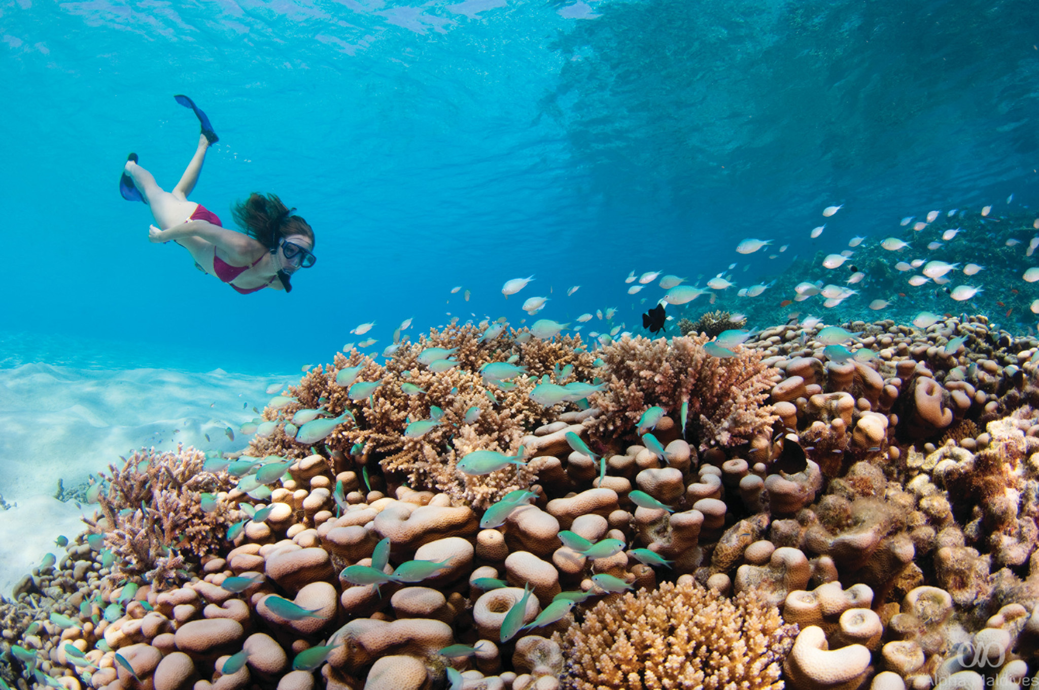Snorkeling In The Maldives Alpha Maldives Blog